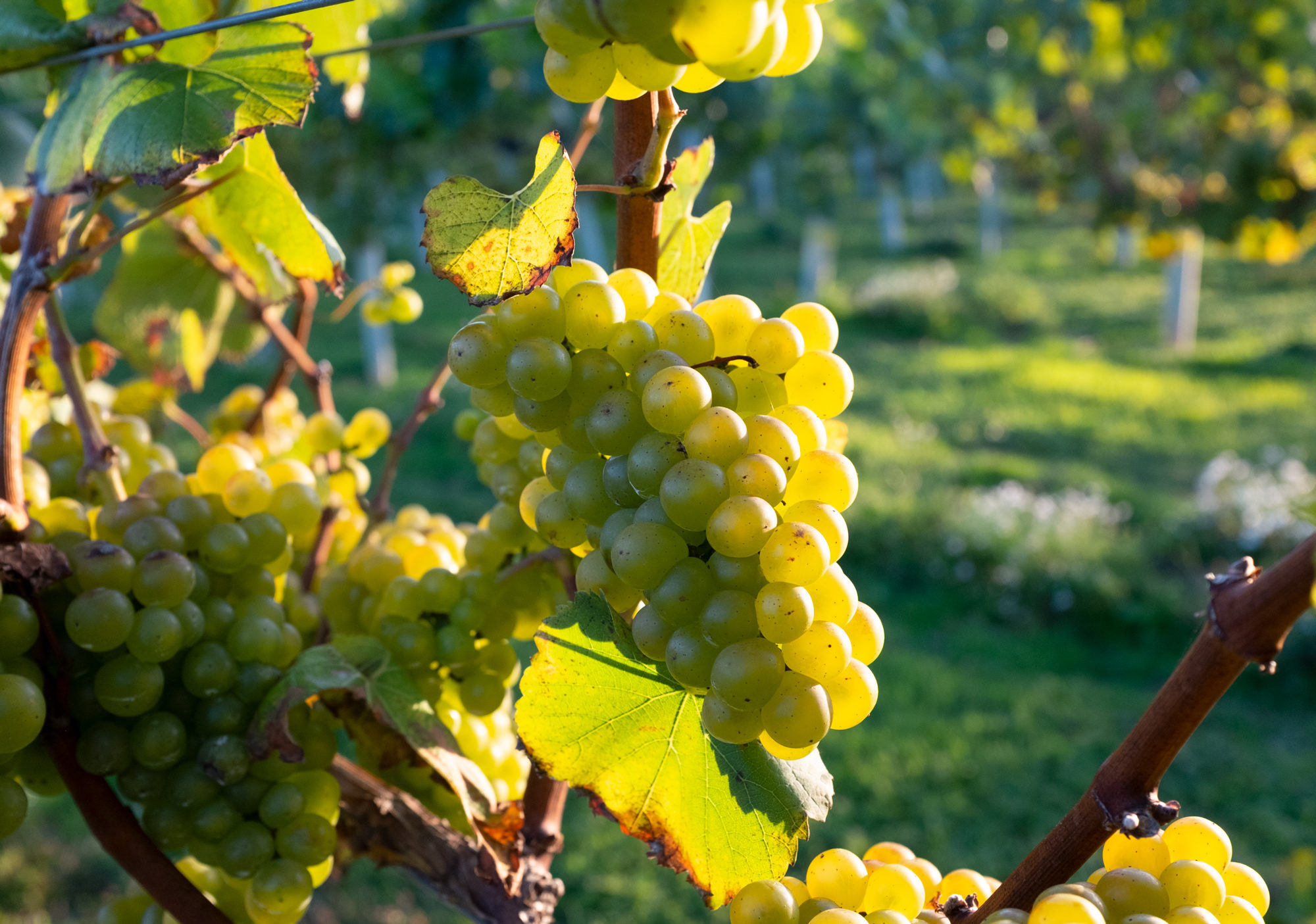 Kellenberger–White — Tillingham Wines identity