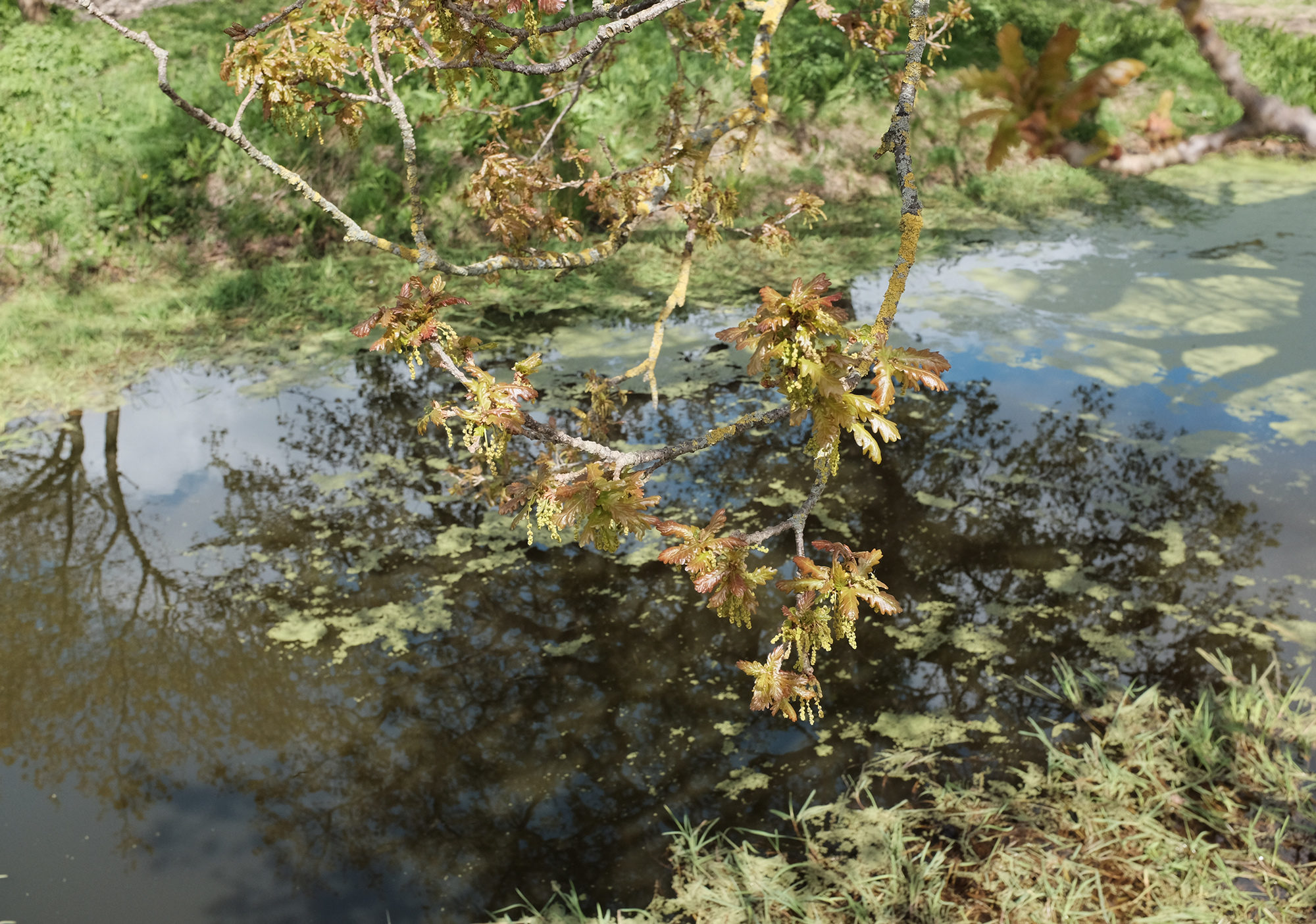 Kellenberger–White — Tillingham Wines identity