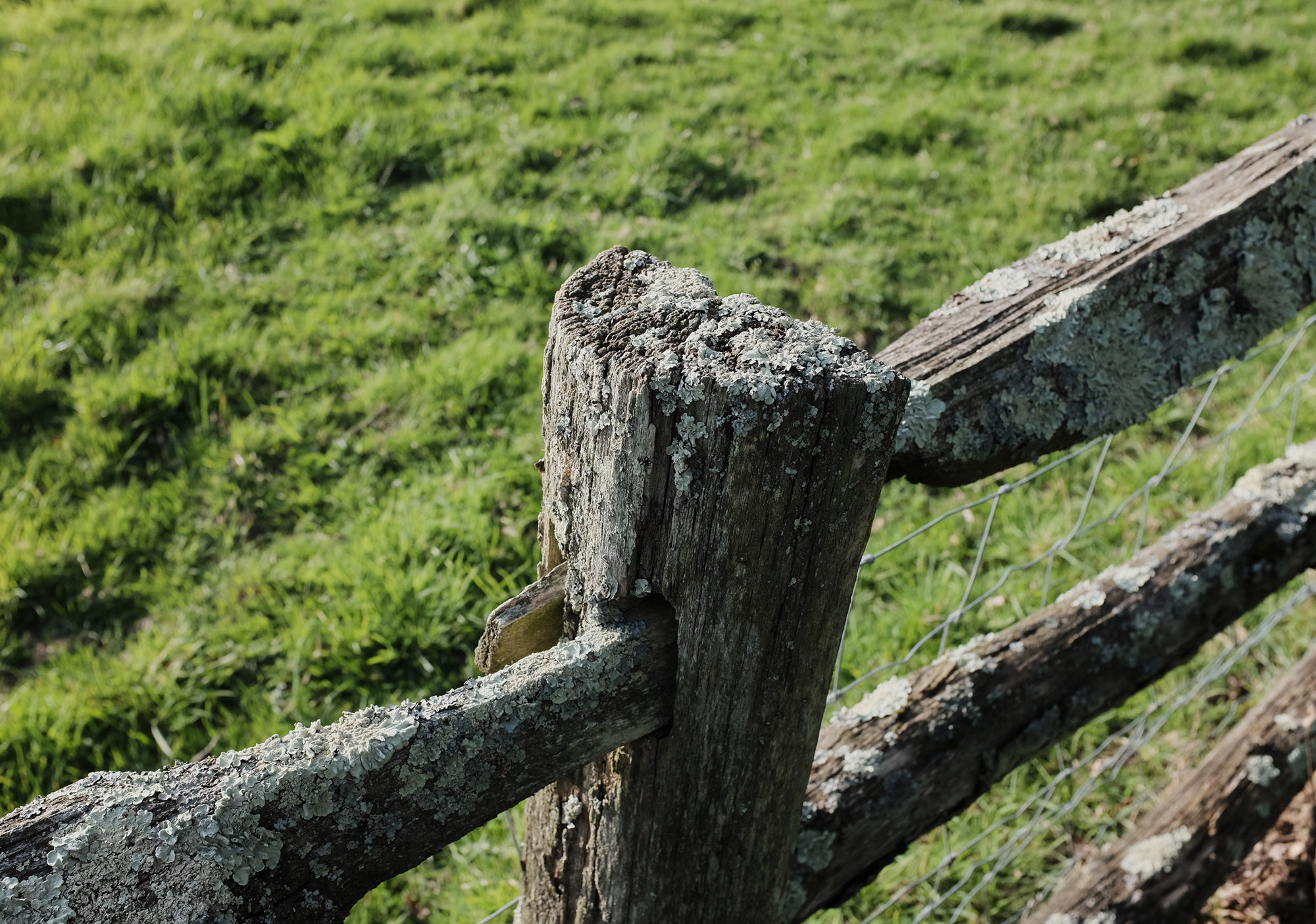 Kellenberger–White — Tillingham Wines identity